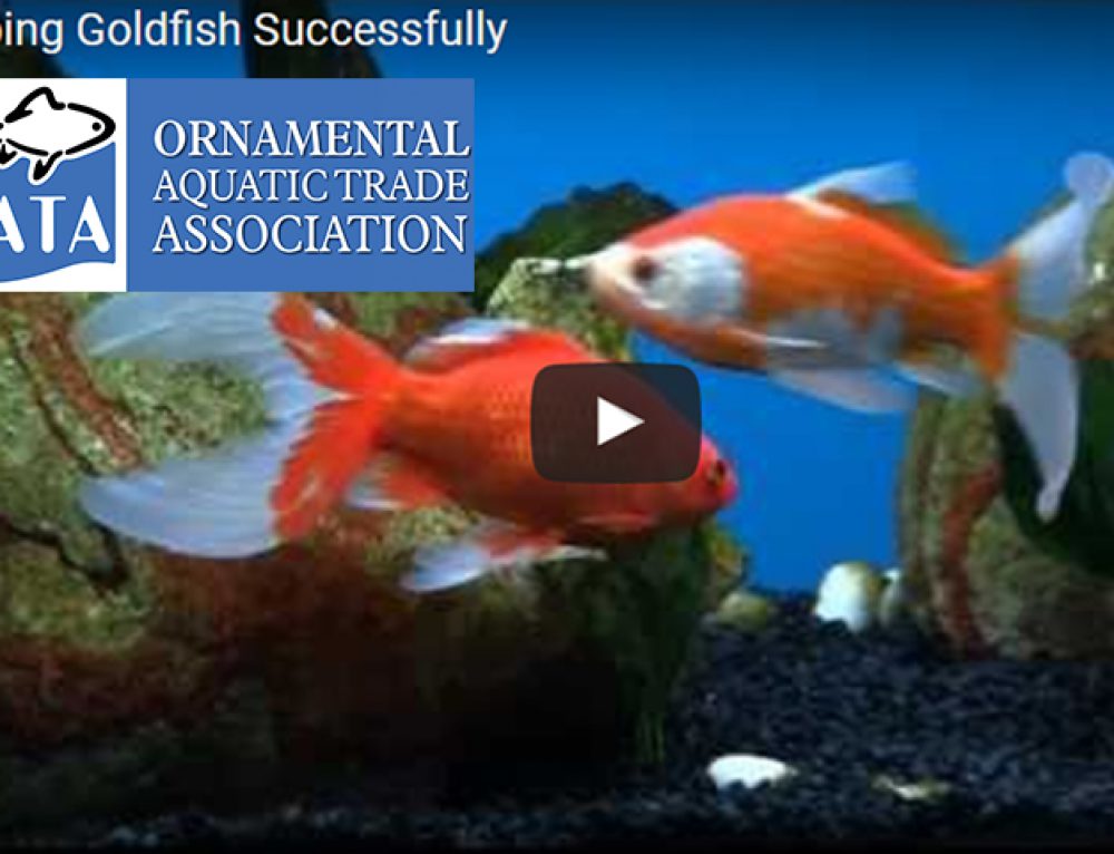 Subtropical Fish - The Water Zoo Online