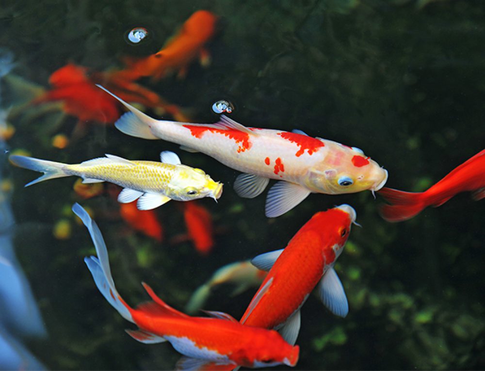 Subtropical Fish - The Water Zoo Online