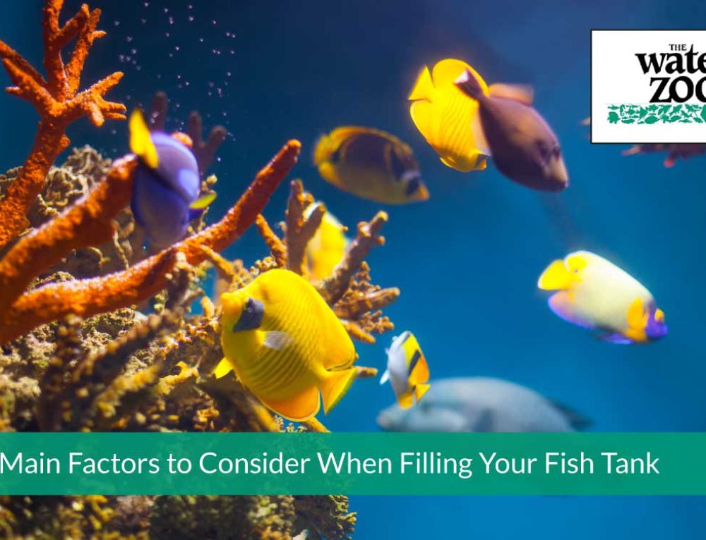 How Keeping Fish Can Help Your Mental and Physical Health - The Water ...